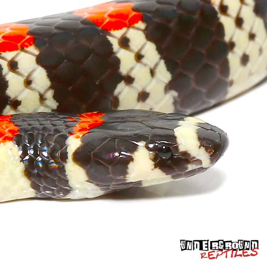 Black Banded Snake - Underground Reptiles