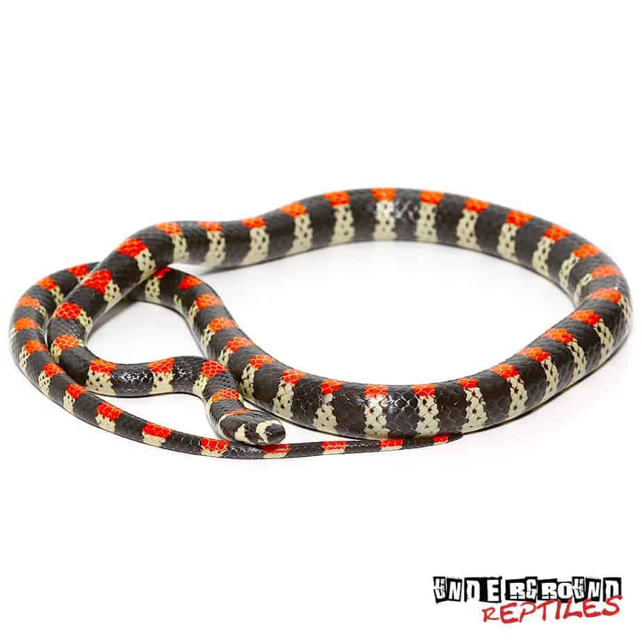 Black Banded Snake - Underground Reptiles