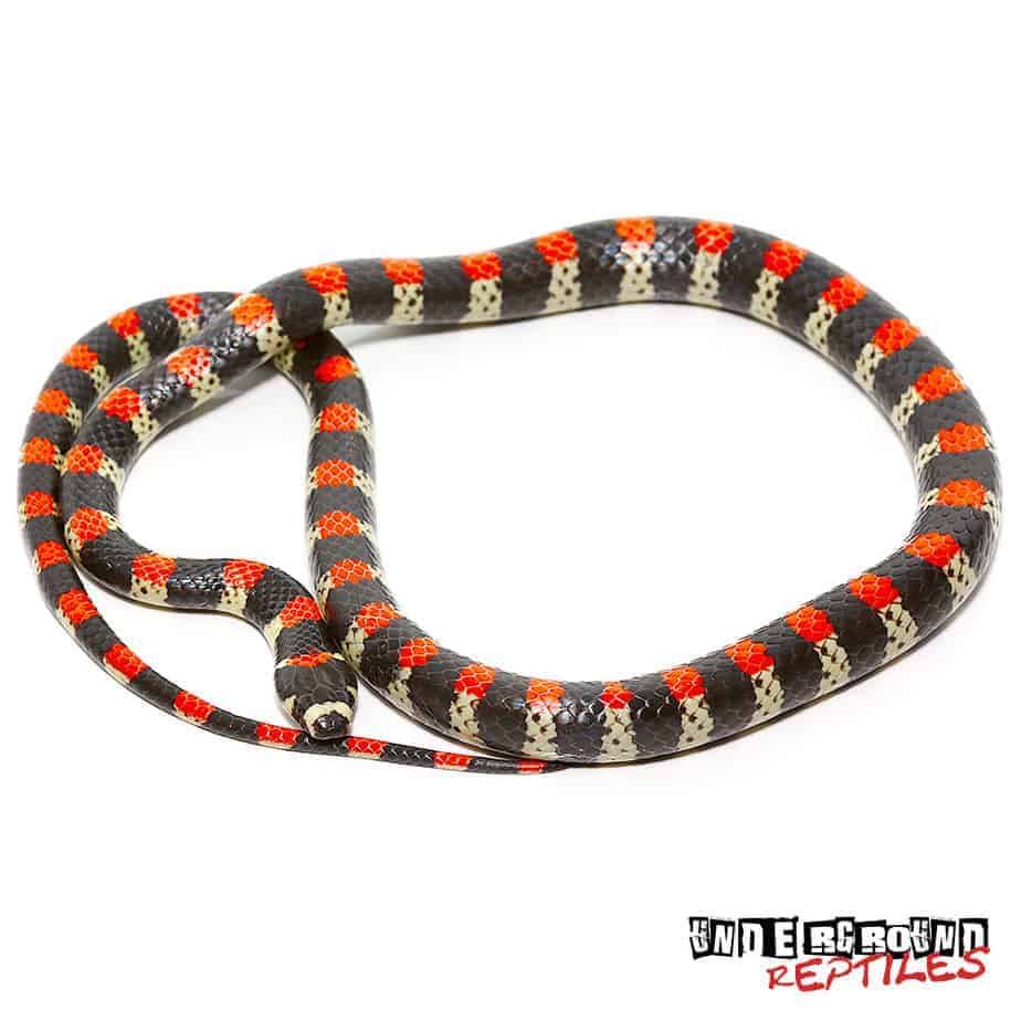 Black Banded Snake - Underground Reptiles