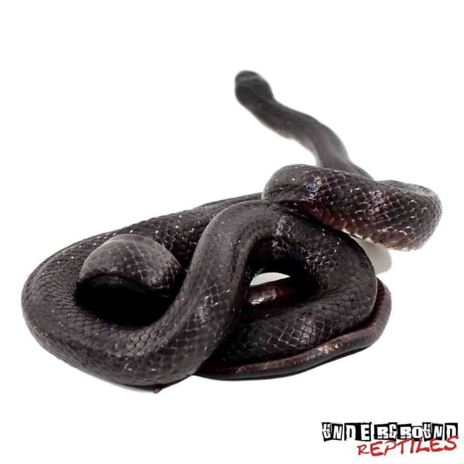 Adult Black Ratsnake - Underground Reptiles