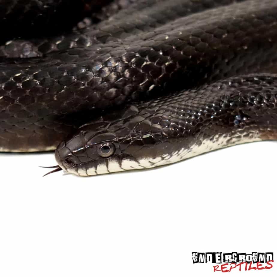 Adult Black Ratsnake - Underground Reptiles