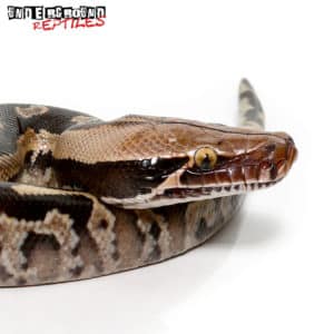 Blood Pythons For Sale - Underground Reptiles