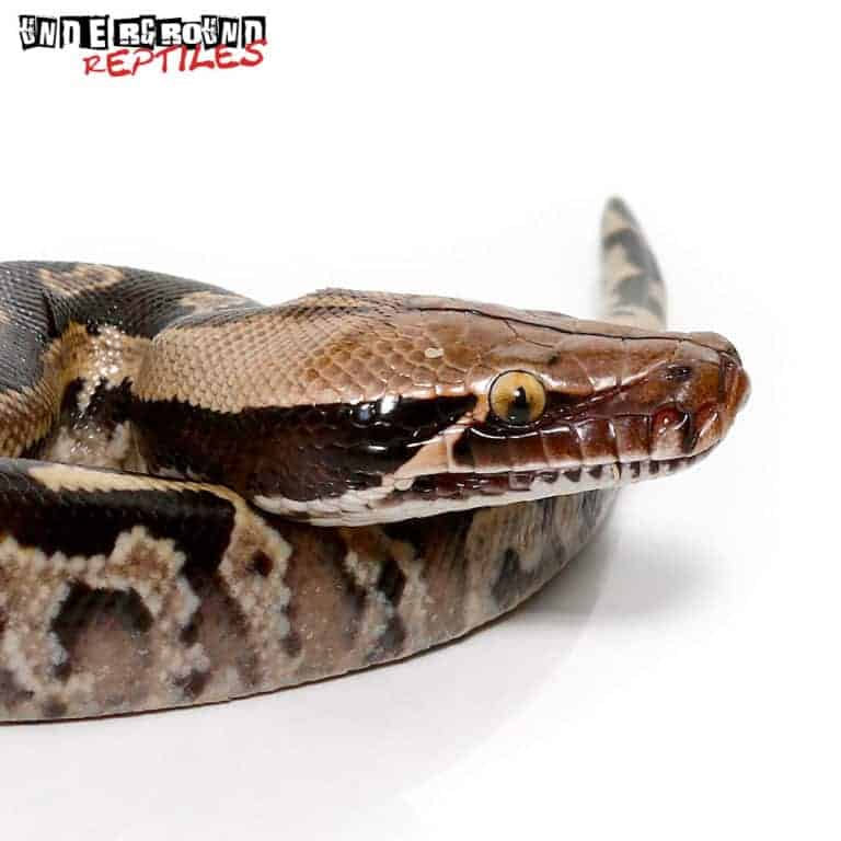 Baby Borneo Blood Pythons (Python curtus) For Sale - Underground Reptiles