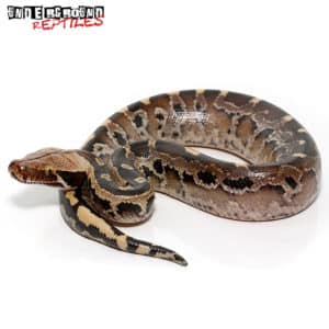 Blood Pythons For Sale - Underground Reptiles