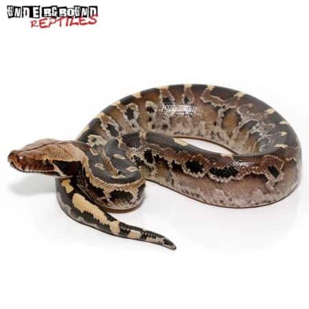 Blood Pythons For Sale - Underground Reptiles
