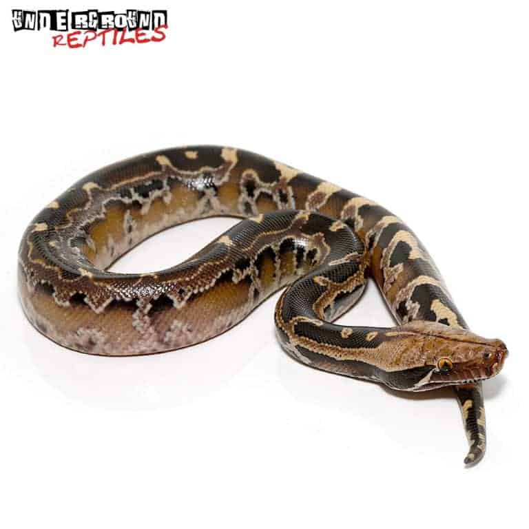 Baby Borneo Blood Pythons (Python curtus) For Sale - Underground Reptiles