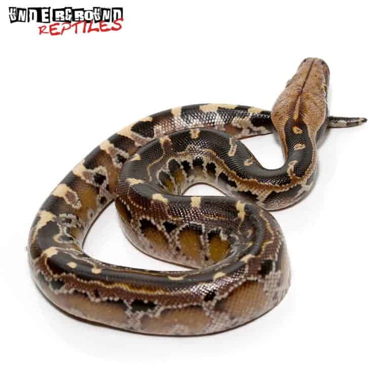 Baby Borneo Blood Pythons (Python curtus) For Sale - Underground Reptiles
