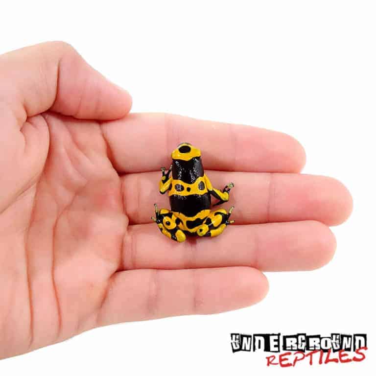 Bumblebee Dart Frogs For Sale - Underground Reptiles