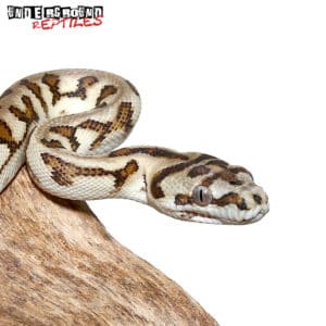 Baby Jaguar Caramel Carpet Pythons For Sale - Underground Reptiles
