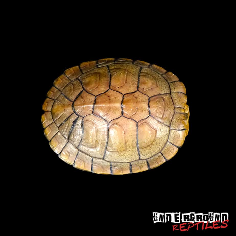 Caramel Pink Albino Red Ear Slider Turtle - Underground Reptiles