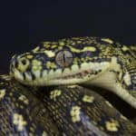 Snakes For Sale - Underground Reptiles