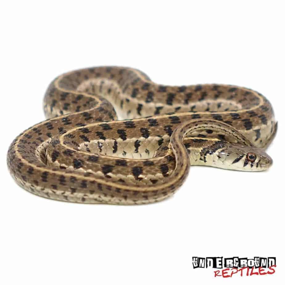 Checkered Garter Snakes For Sale - Underground Reptiles