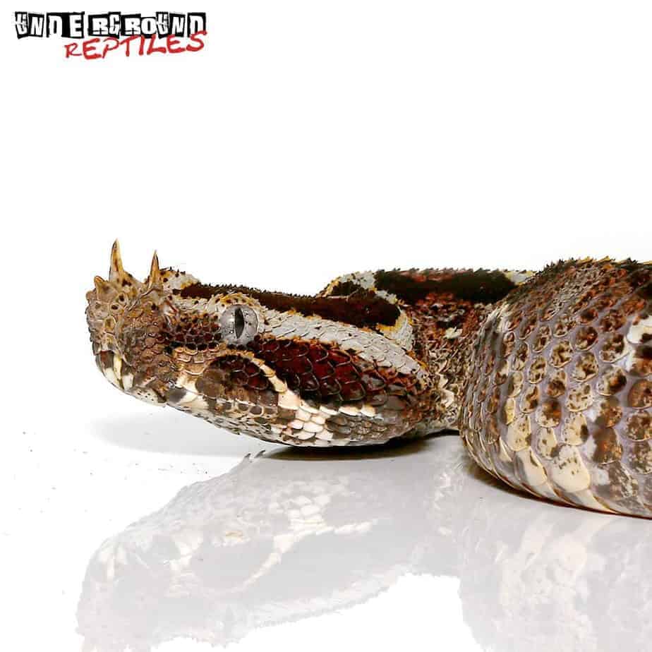 Rhino Viper - Underground Reptiles