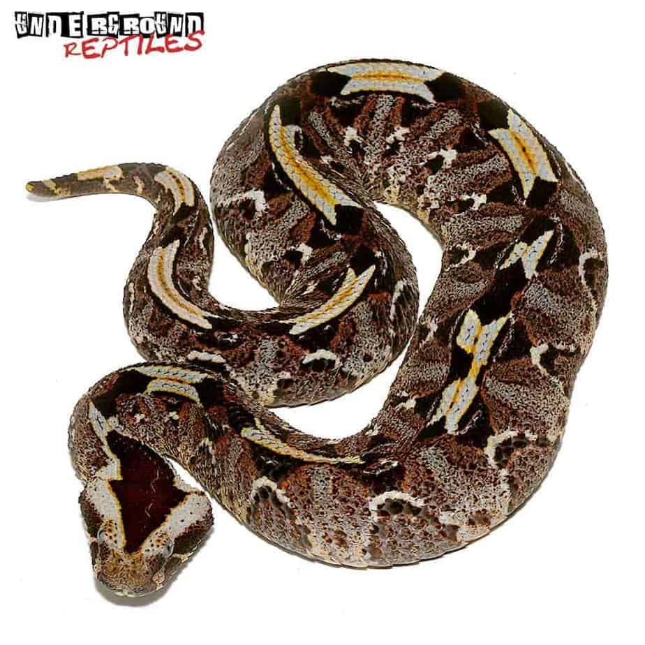 Rhino Viper - Underground Reptiles