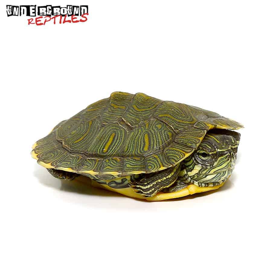 Baby Cumberland Sliders For Sale - Underground Reptiles