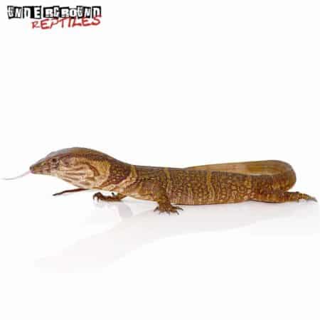 Dumeril's Monitors For Sale - Underground Reptiles