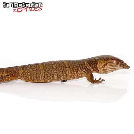Dumeril's Monitors For Sale - Underground Reptiles