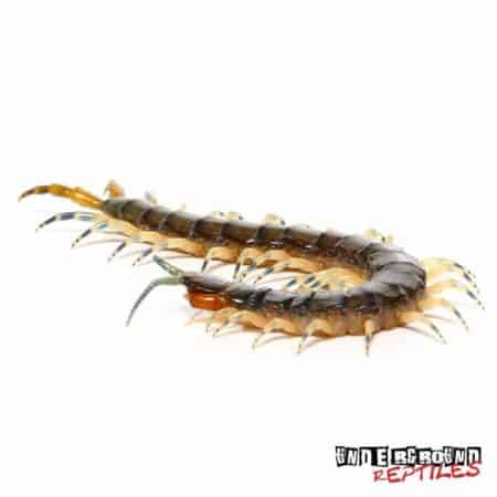 Eastern Bark Centipede - Underground Reptiles