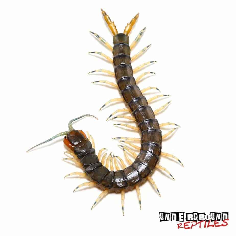 Eastern Bark Centipede - Underground Reptiles