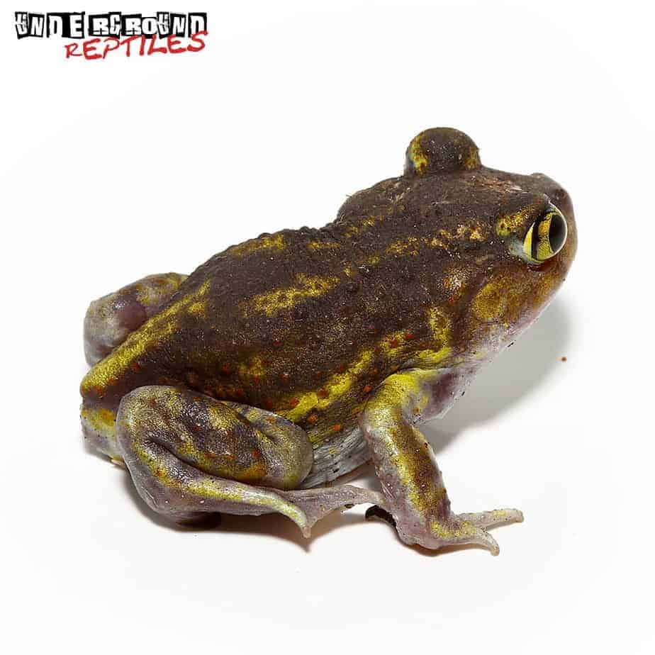 Eastern Spadefoot Toad - Underground Reptiles