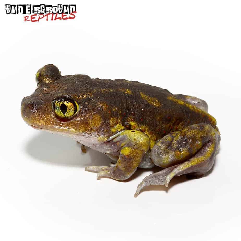 Eastern Spadefoot Toad - Underground Reptiles