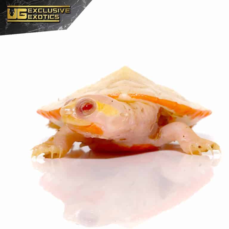 Baby Albino Pinkbelly Sideneck Turtles For Sale - Underground Reptiles