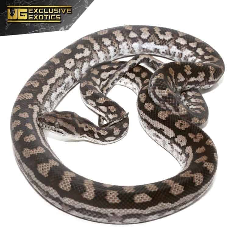 Baby Female Inland Carpet Pythons For Sale - Underground Reptiles