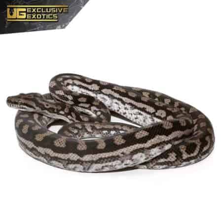 Baby Female Inland Carpet Pythons For Sale - Underground Reptiles