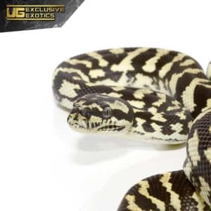 Carpet Pythons For Sale - Underground Reptiles