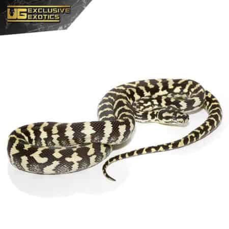 Jungle Carpet Pythons (Morelia spilota cheynei) For Sale - Underground ...
