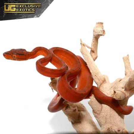 Colored Amazon Tree Boas For Sale - Underground Reptiles