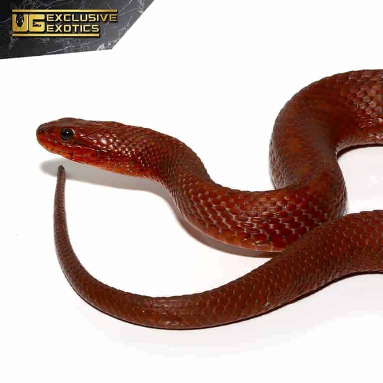 Adult Female Red Mangrove Salt Marsh Snake - Underground Reptiles