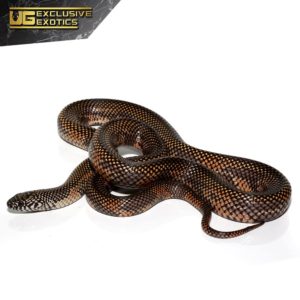 Adult Female Blotched Kingsnake - Underground Reptiles