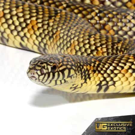 Adult Brooks Kingsnakes (Lampropeltis getula brooksi) For Sale ...