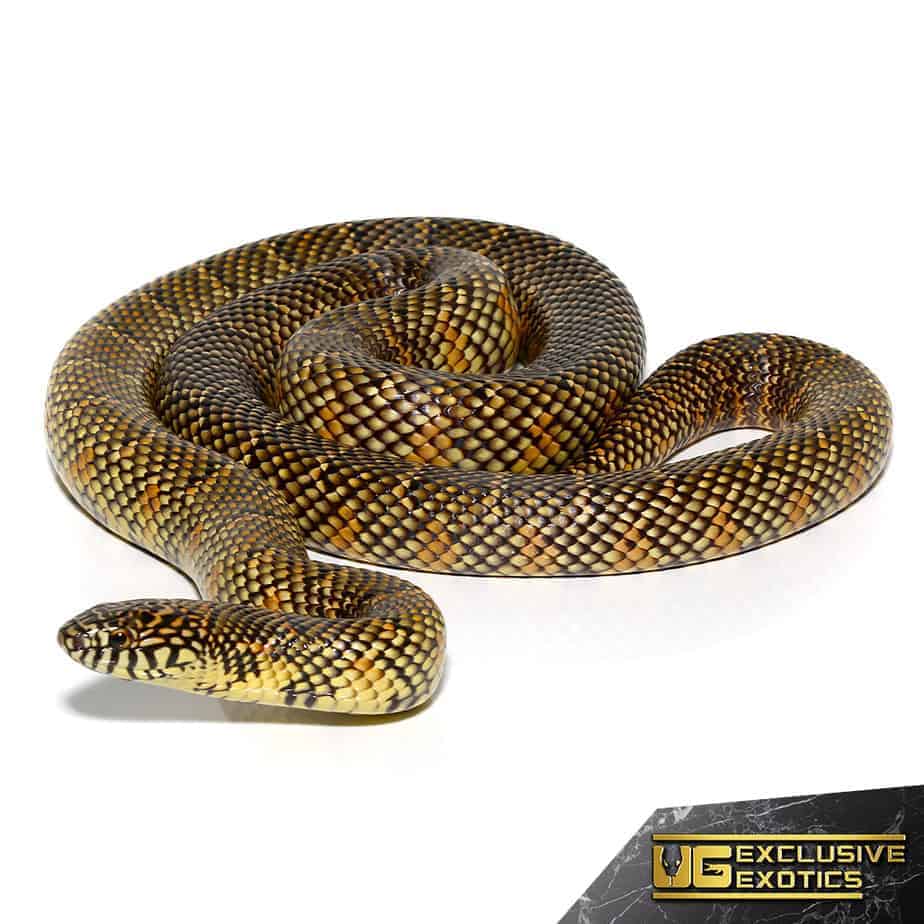 Adult Brooks Kingsnakes (Lampropeltis getula brooksi) For Sale ...