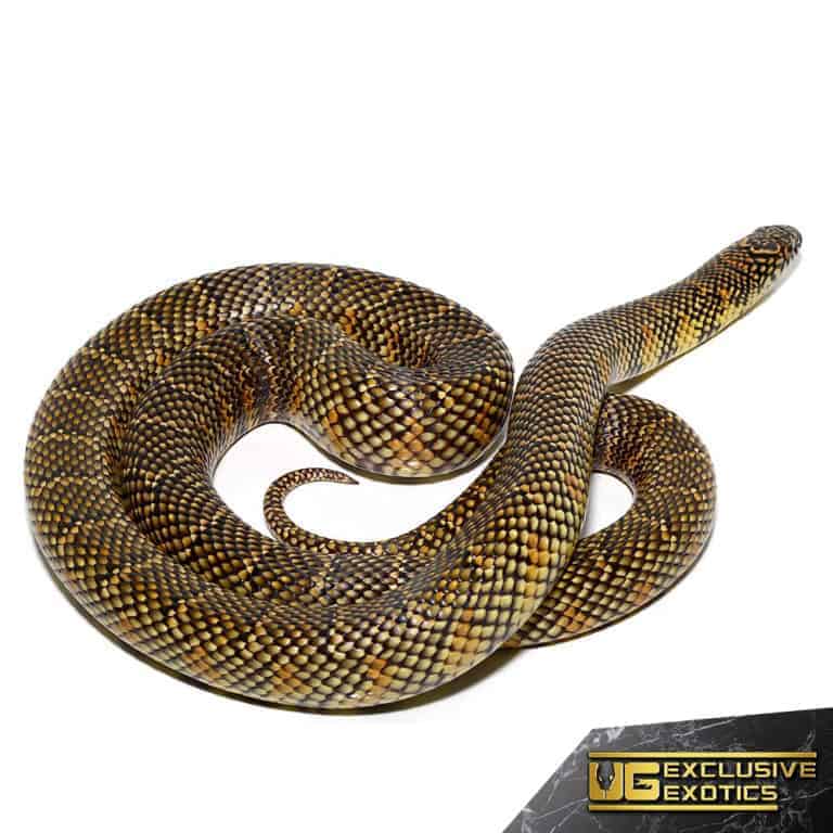 Adult Brooks Kingsnakes (Lampropeltis getula brooksi) For Sale ...