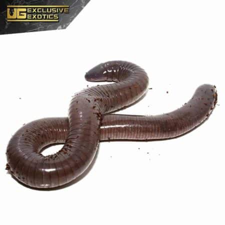 Adult Giant Mexican Caecilian for sale - Underground Reptiles