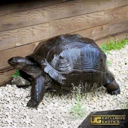Aldabra Tortoise - Underground Reptiles