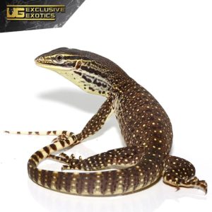 Monitors For Sale - Underground Reptiles