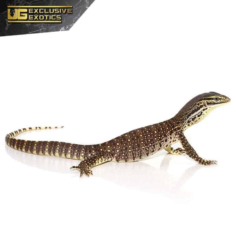 Baby Argus Monitors (Varanus panoptes) For Sale - Underground Reptiles