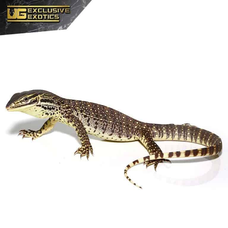 Baby Argus Monitors (Varanus panoptes) For Sale - Underground Reptiles