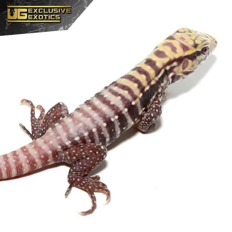 Captive Bred Tegus For Sale - Underground Reptiles