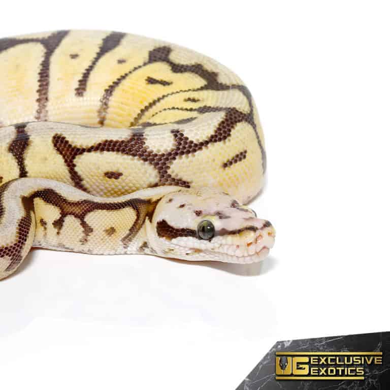 Baby Bumblebee Fire Scaleless Head Ball Python For Sale - Underground ...