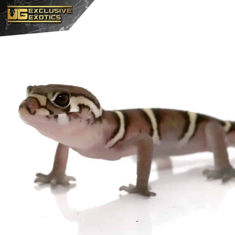 Baby Central American Banded Gecko - Underground Reptiles
