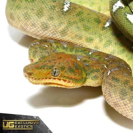 Emerald Tree Boas For Sale - Underground Reptiles