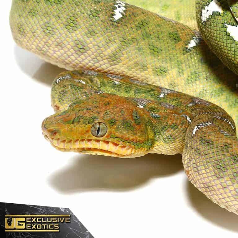 Emerald Tree Boas For Sale - Underground Reptiles