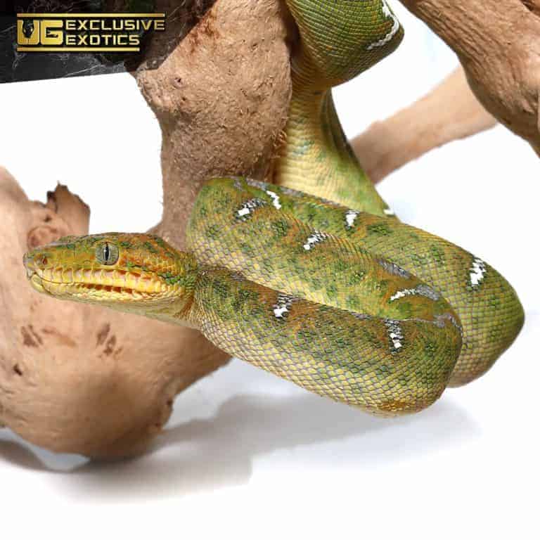 Emerald Tree Boas For Sale - Underground Reptiles
