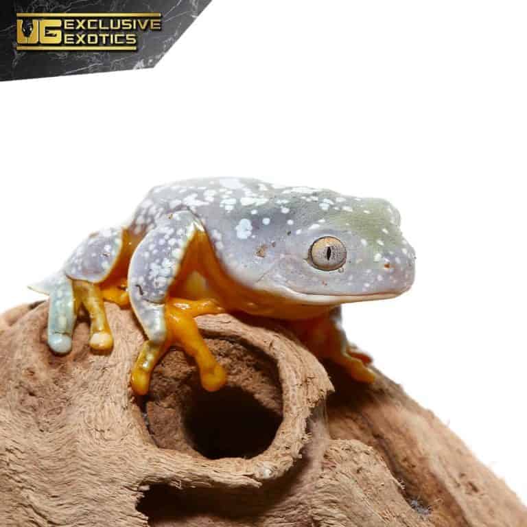 Baby Fringed Leaf Frogs For Sale - Underground Reptiles