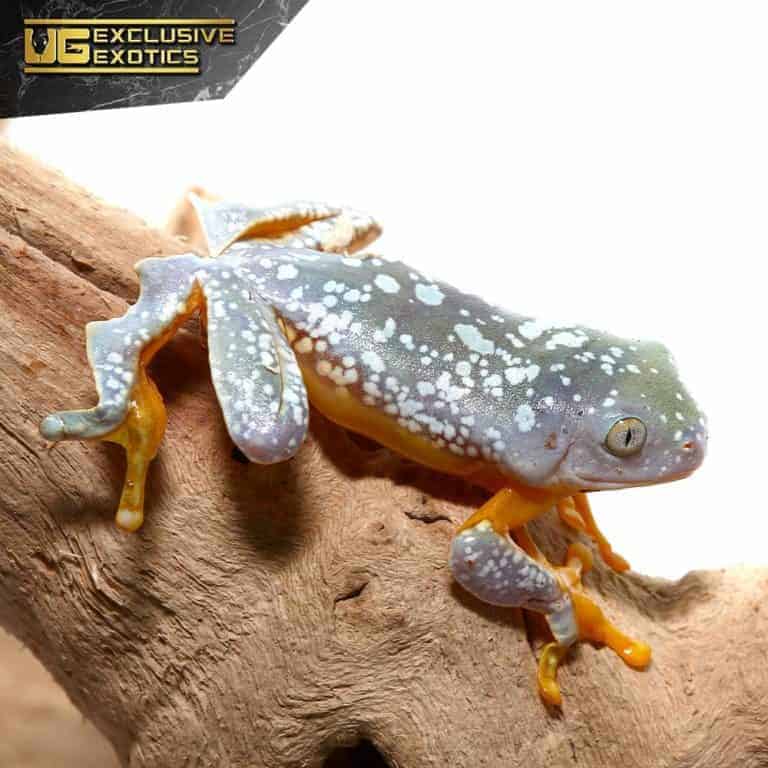 Baby Fringed Leaf Frogs For Sale - Underground Reptiles