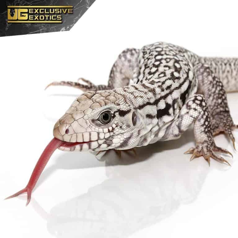 Captive Bred Tegus For Sale - Underground Reptiles